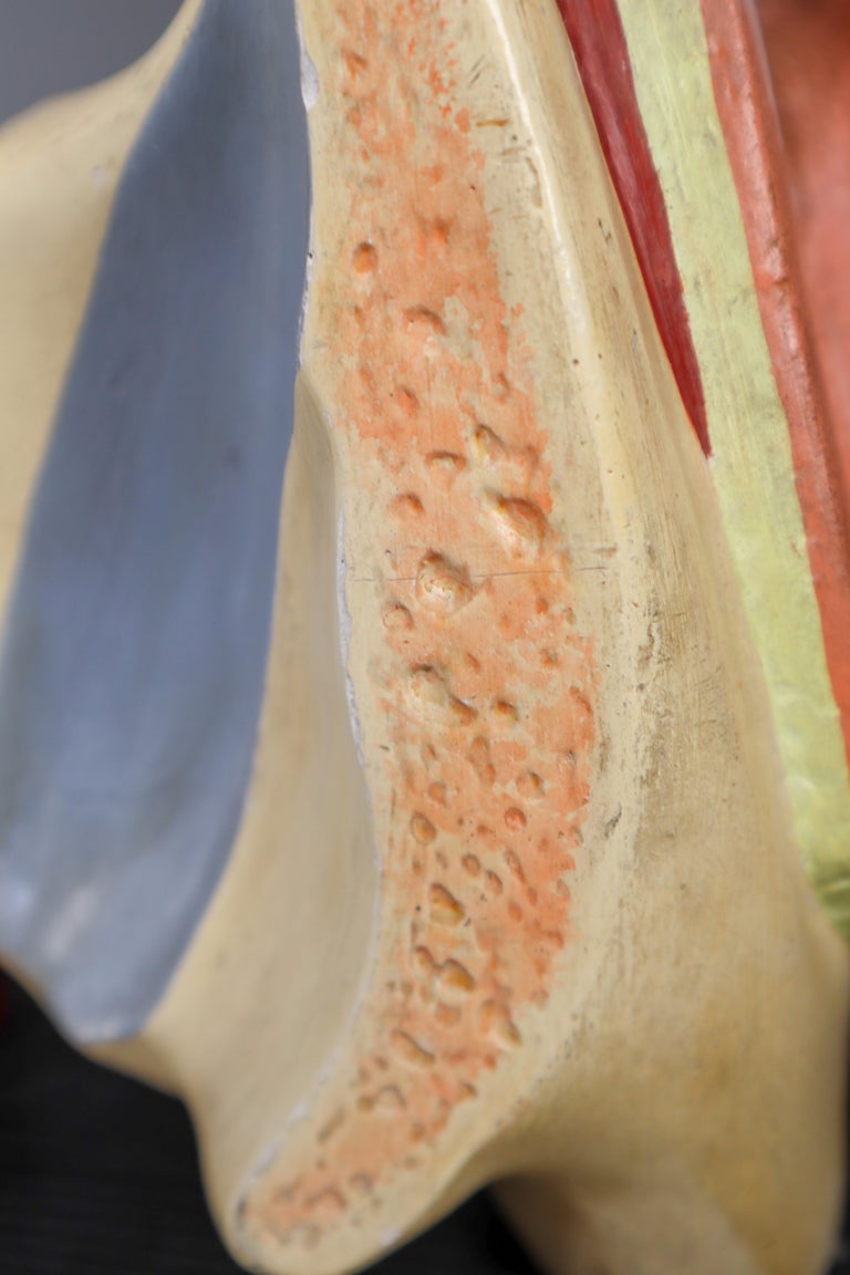 Large Anatomical Teaching "Human Ear" Model Plaster and Wood Germany ...