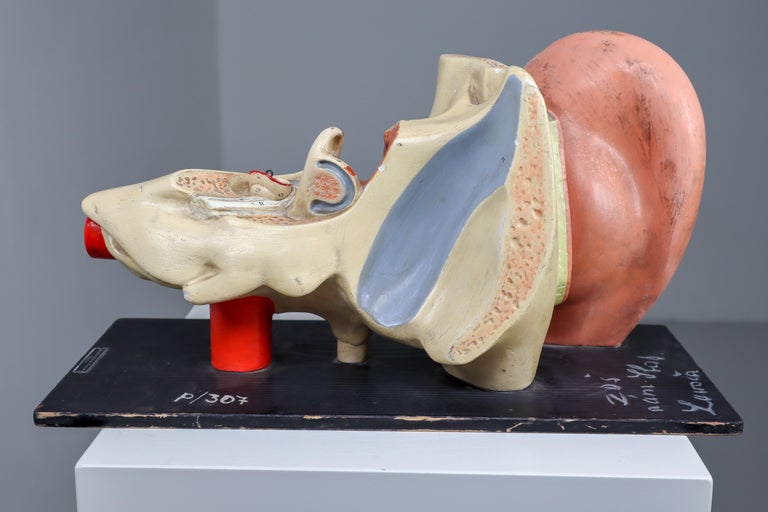 Large Anatomical Teaching "Human Ear" Model Plaster and Wood Germany ...