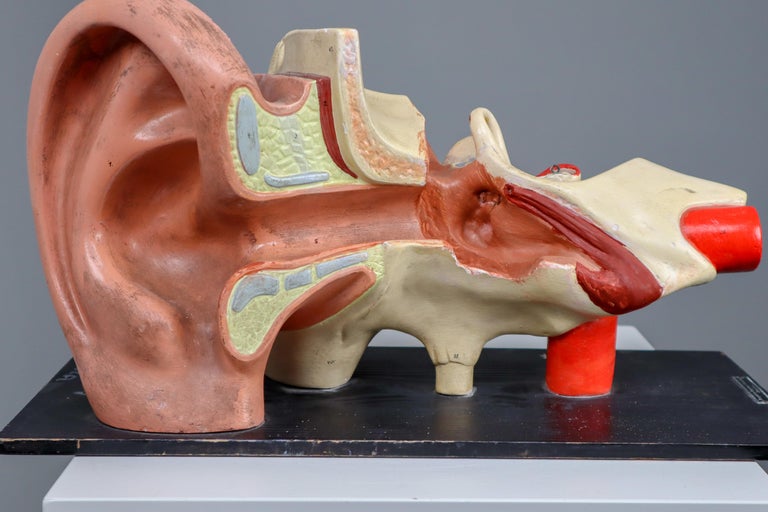 Large Anatomical Teaching "Human Ear" Model Plaster and Wood Germany ...