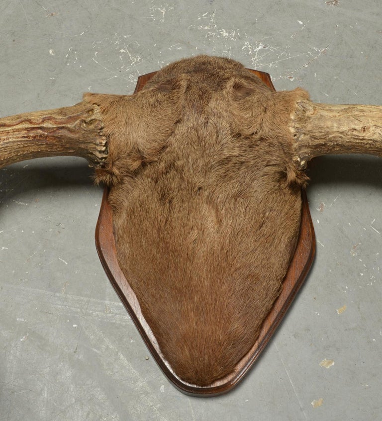 Large and Impressive Swedish Elk Antlers with 29 Points at 1stDibs