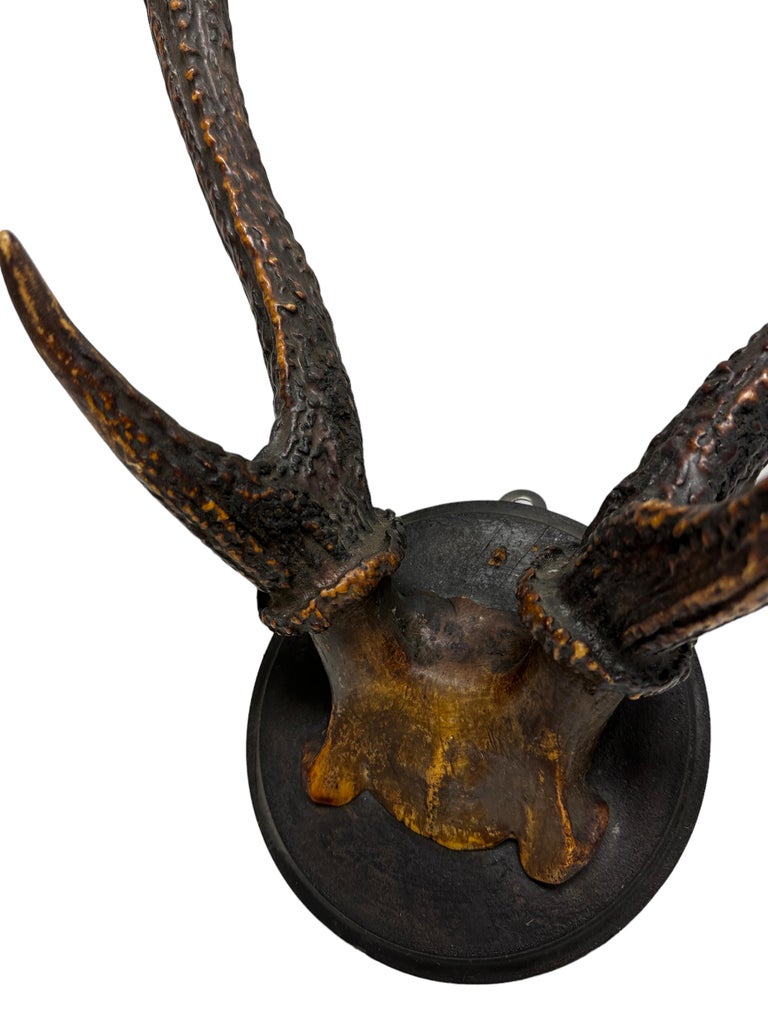 Large Antique Black Forest Deer Antler Trophy Wood Carved Plaque ...