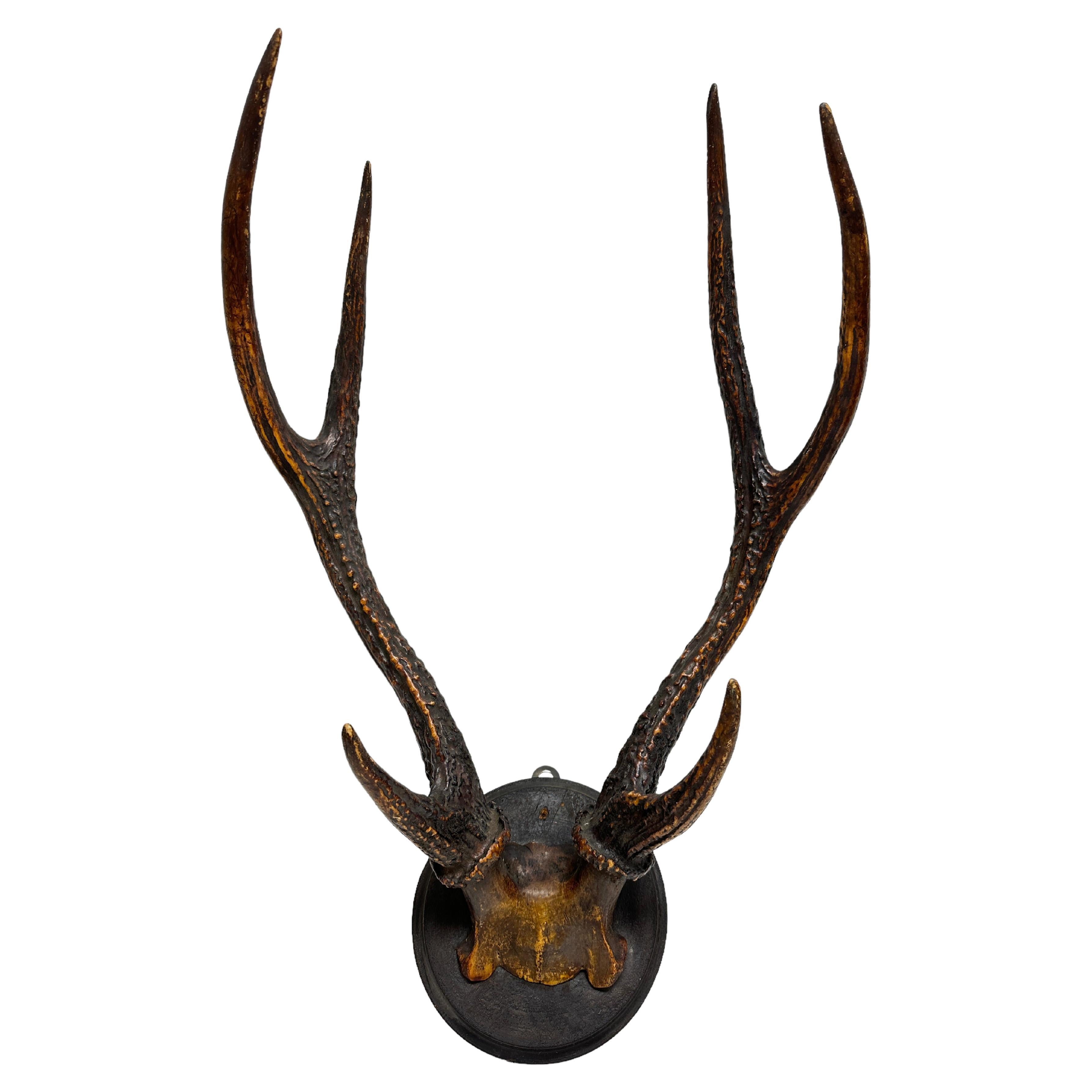 Large Antique Black Forest Deer Antler Trophy Wood Carved Plaque ...