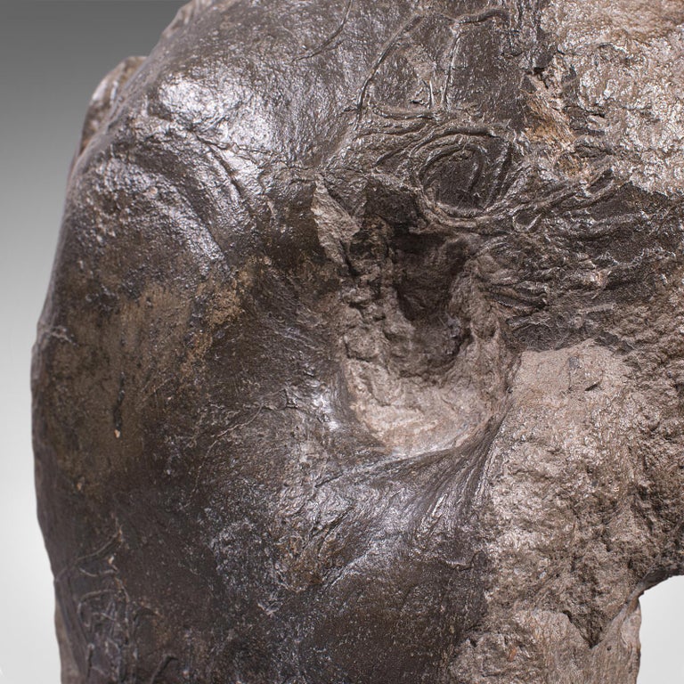Large Antique Decorative Ammonite, English, Fossil, Geological Ornament ...