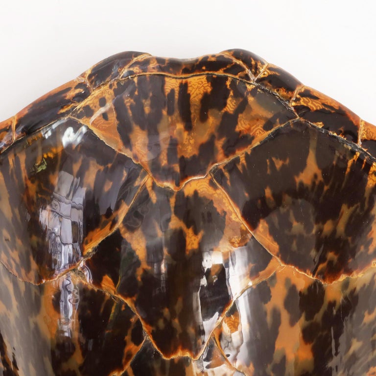 Large Antique Hawksbill Turtle Shell at 1stDibs | hawksbill turtle ...