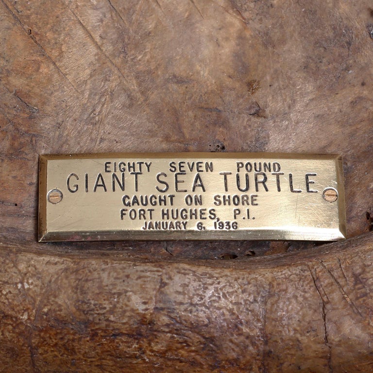 Large Antique Turtle Shell at 1stDibs