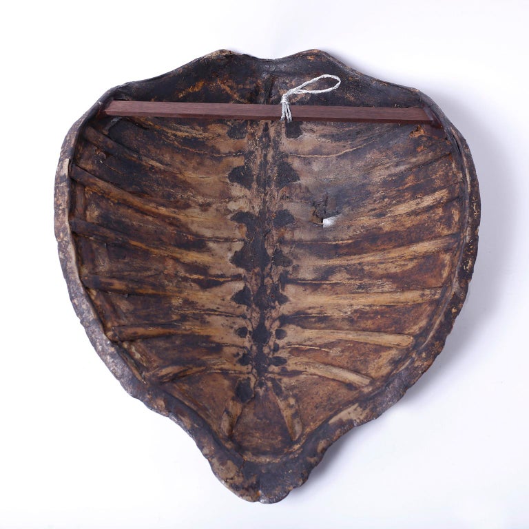 Large Antique Turtle Shell at 1stDibs