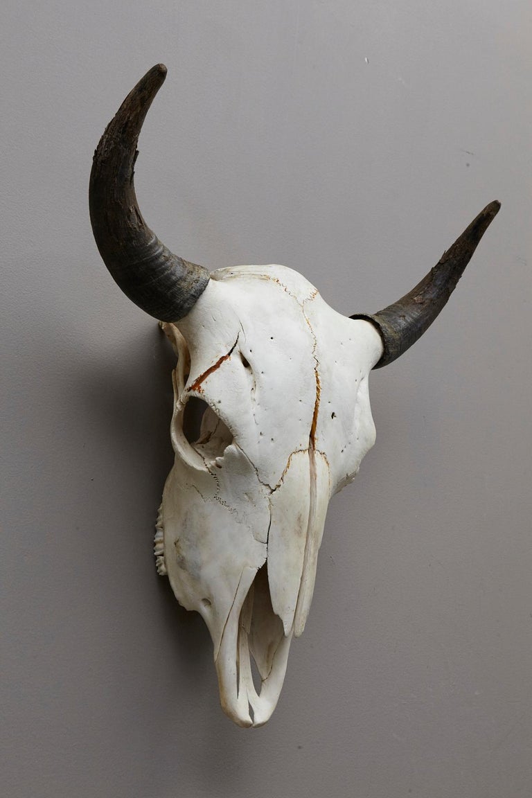 Large Authentic Bull or Steer Skull from New Mexico at 1stDibs ...