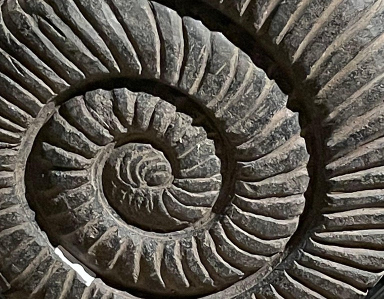 Large Black Ammonite Sculpture on Metal Stand, Indonesia, Contemporary ...