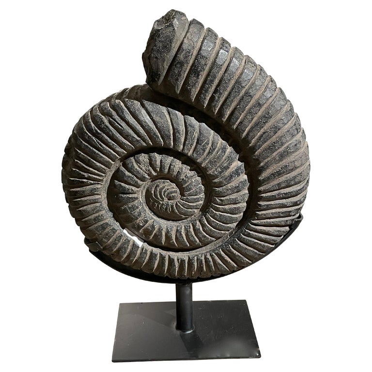 Large Black Ammonite Sculpture on Metal Stand, Indonesia, Contemporary ...