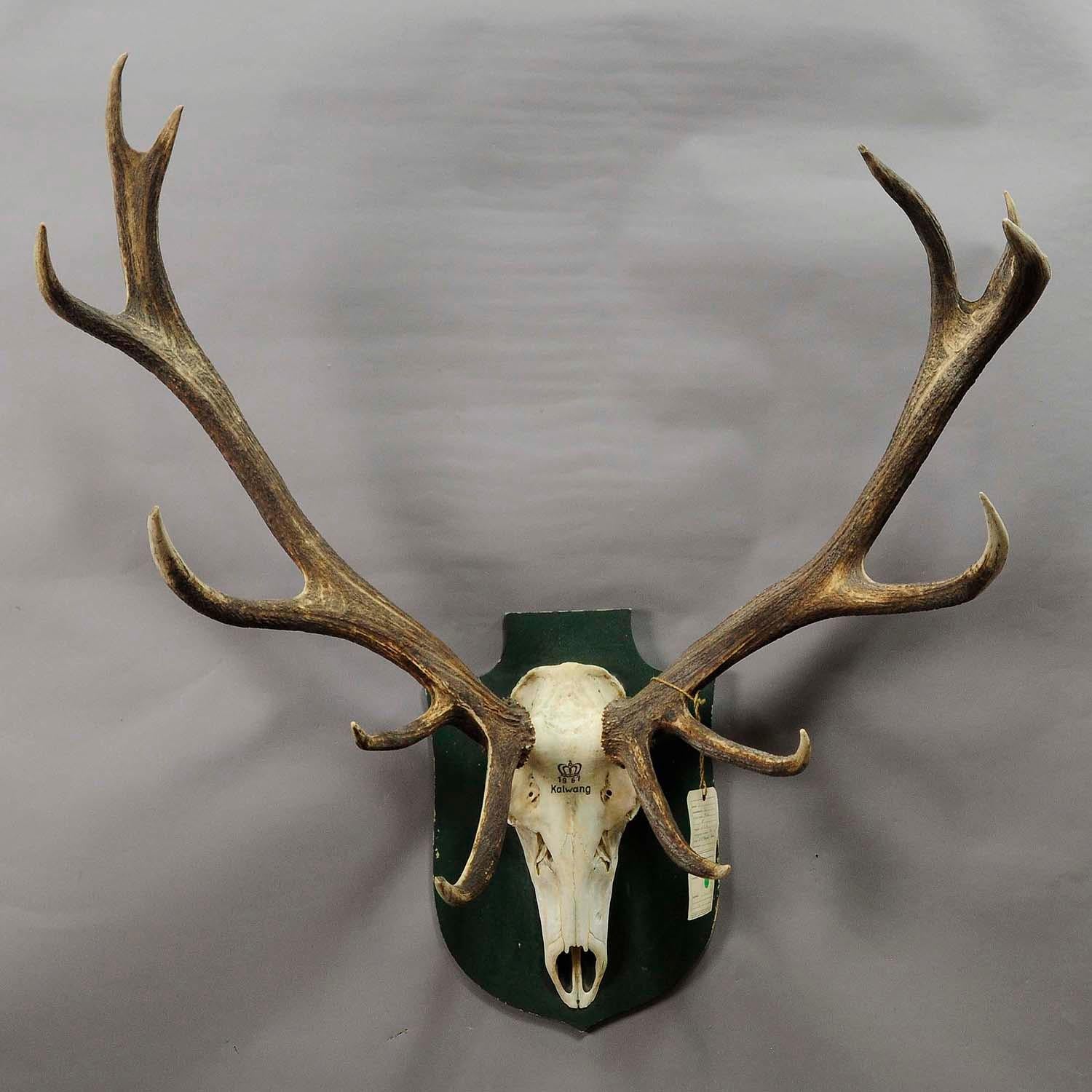 Large Black Forest Deer Trophy from Salem, Germany, 1967 at 1stDibs