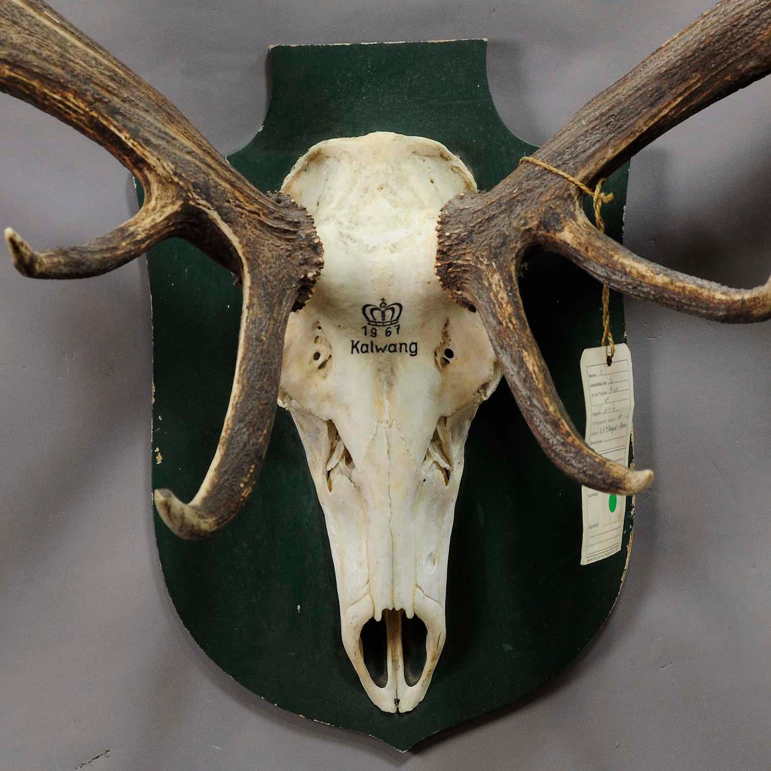 Large Black Forest Deer Trophy from Salem, Germany, 1967 at 1stDibs