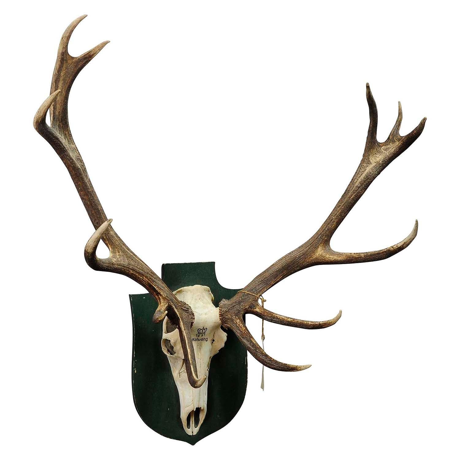 Large Black Forest Deer Trophy from Salem, Germany, 1967 at 1stDibs
