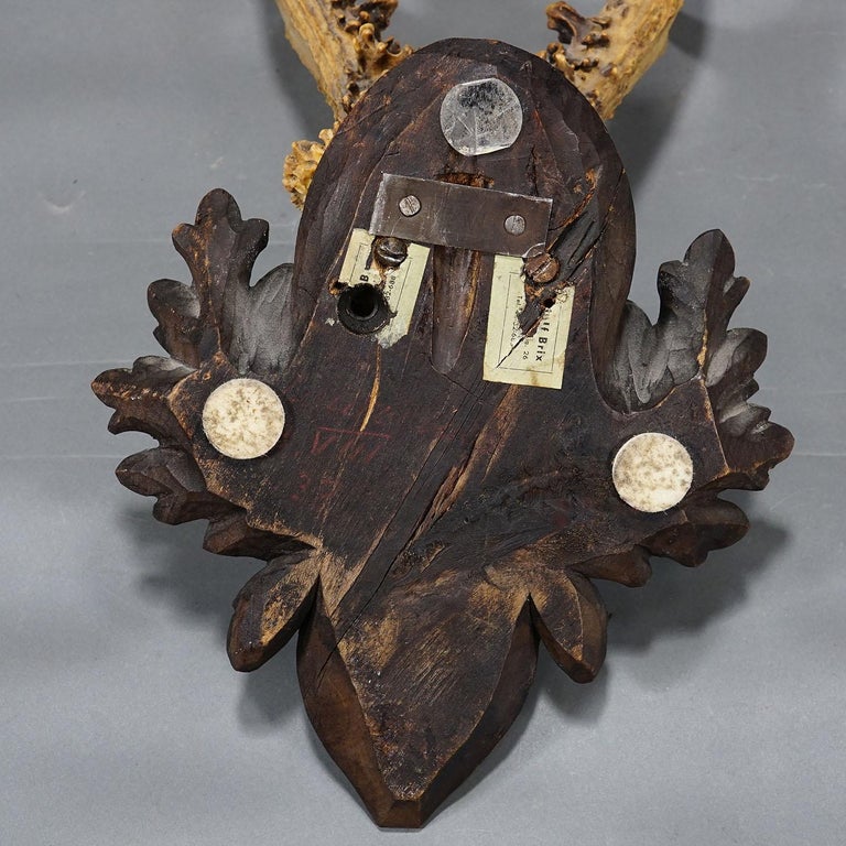 Panache De Chevreuil Sur Plaque De Bois, Panache De 6 Pointes