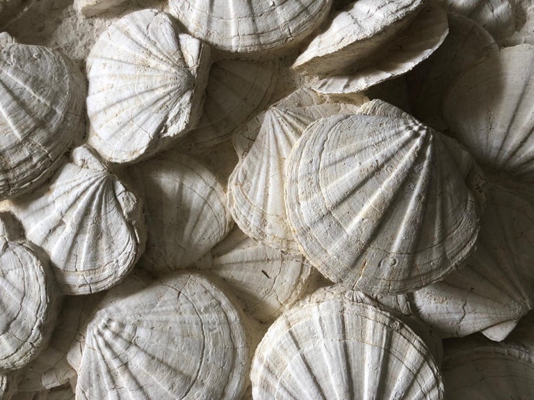 Large Block of Pecten Fossils in Limestone, France, Miocene Era at 1stDibs