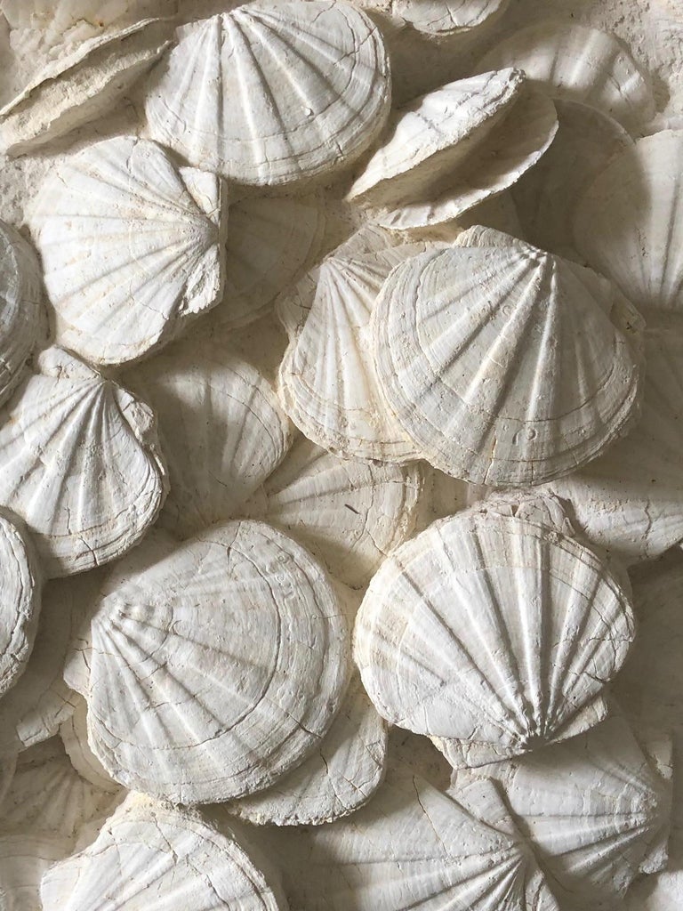 Large Block of Pecten Fossils in Limestone, France, Miocene Era at 1stDibs