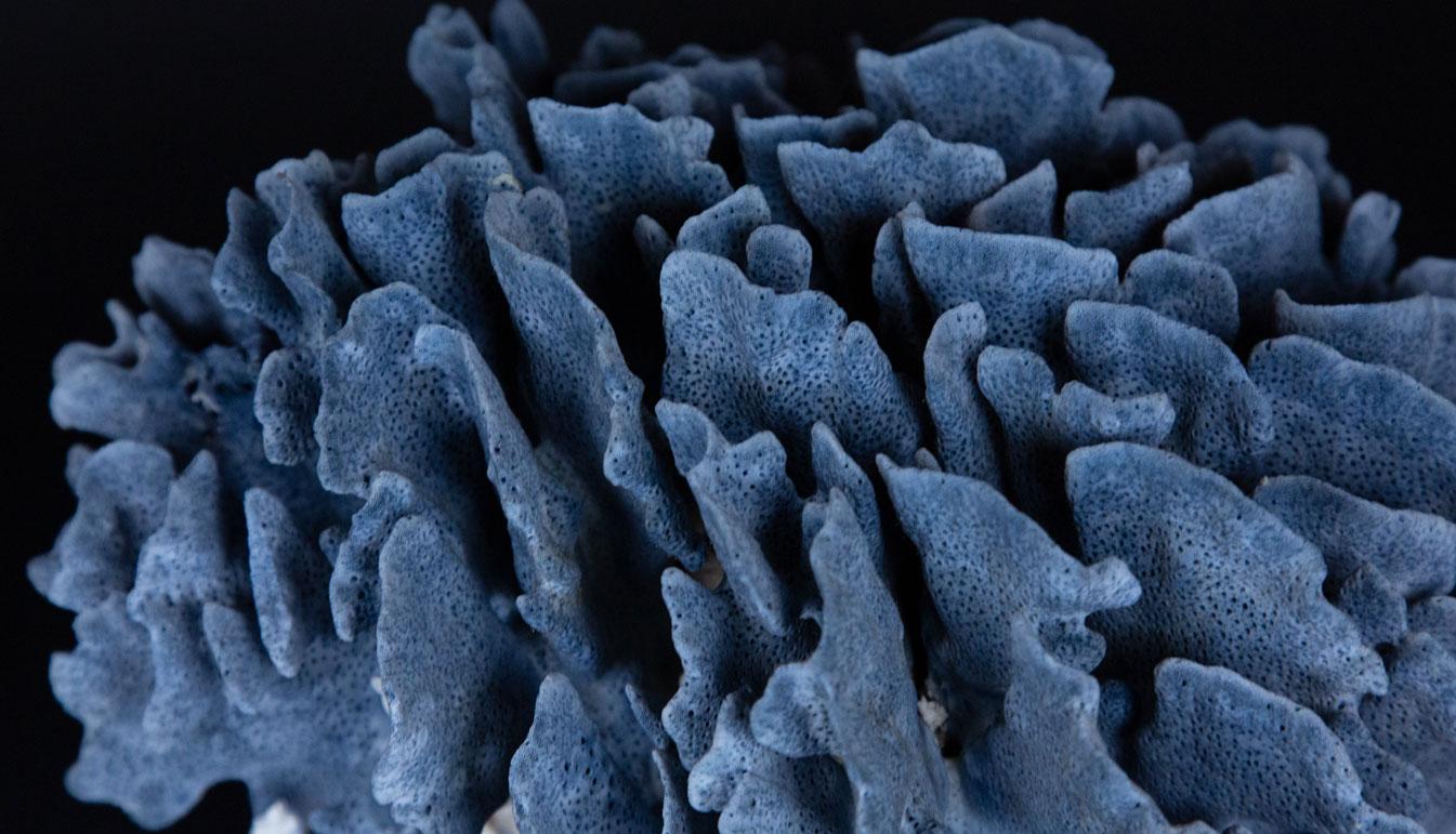 Large Blue Coral at 1stDibs | blue coral for sale