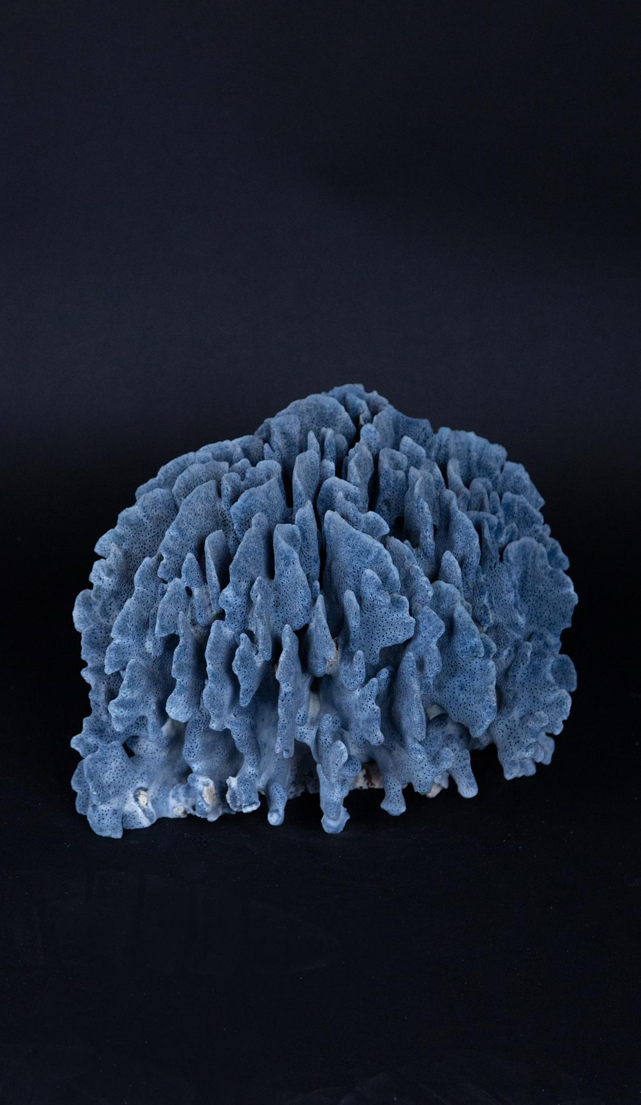 Large Blue Coral at 1stDibs | blue coral for sale