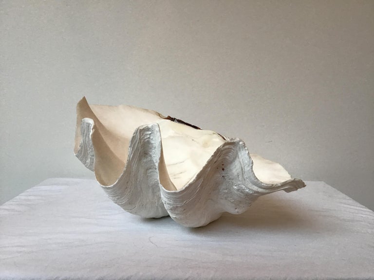 Large Clam Shell at 1stDibs