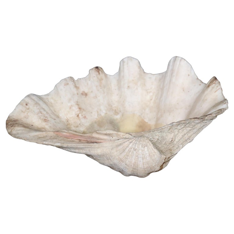 Open Giant Clam