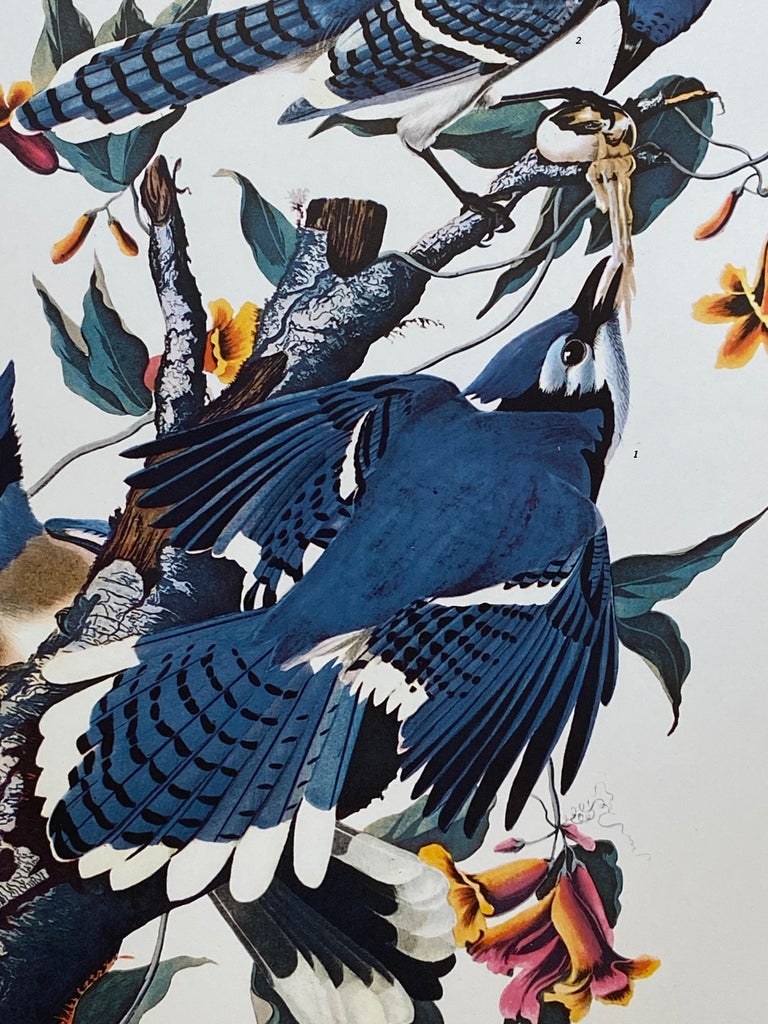 Large Classical Bird Color Print after John James Audubon, Blue Jay at ...
