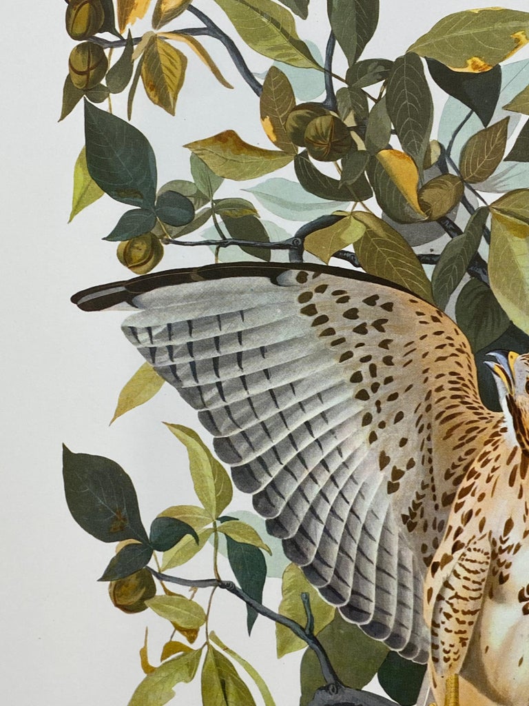 Large Classical Bird Color Print After John James Audubon, Cat Bird For ...