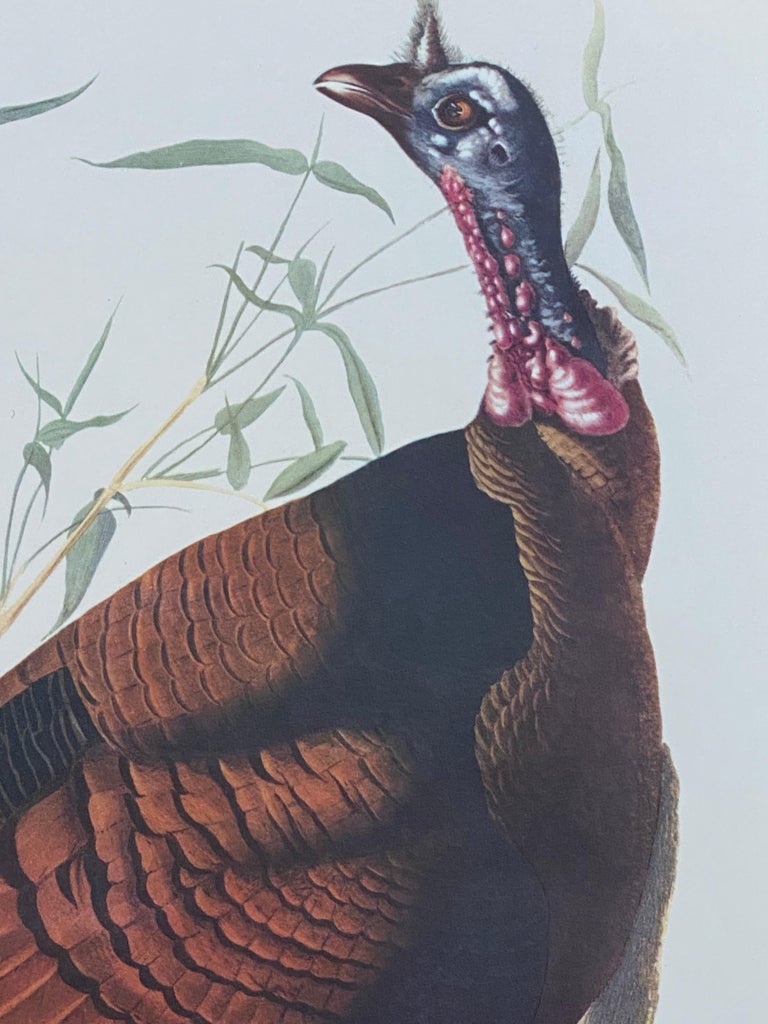 Large Classical Bird Color Print After John James Audubon, Wild Turkey ...
