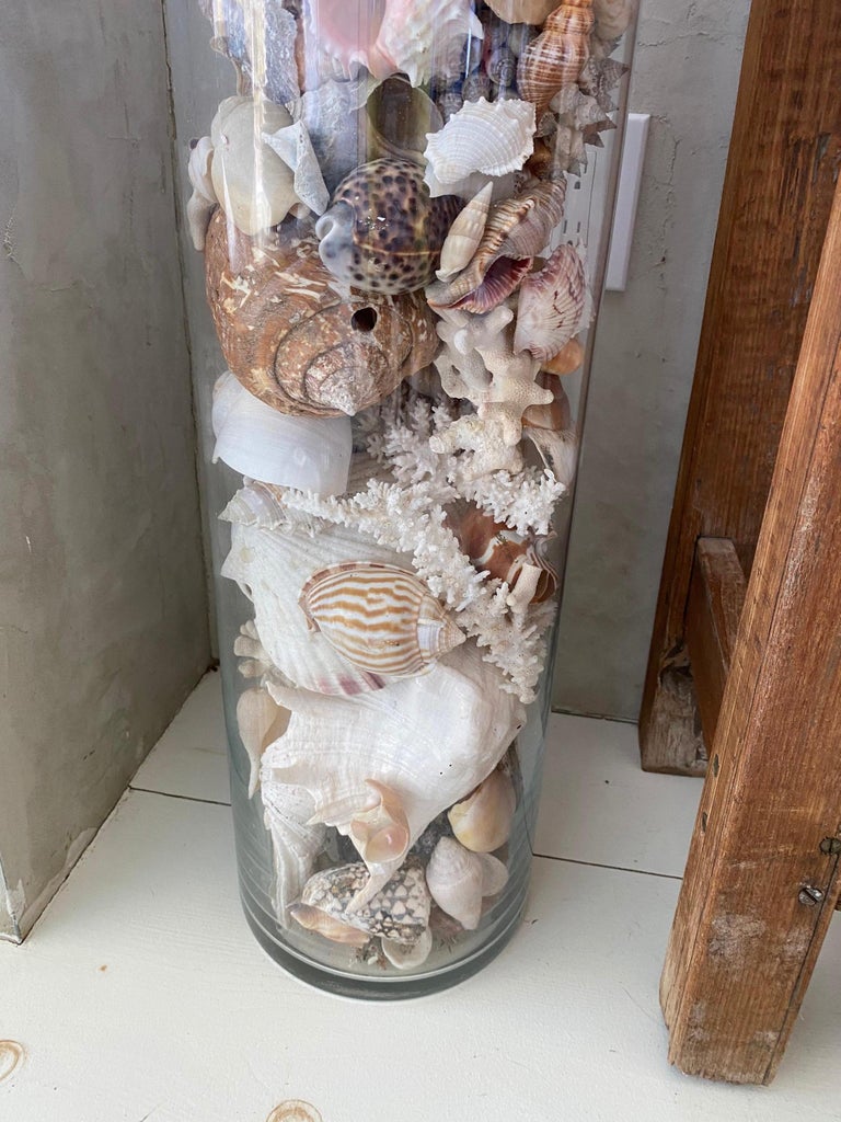 Large Collection of Exotic Sea Shells For Sale at 1stDibs