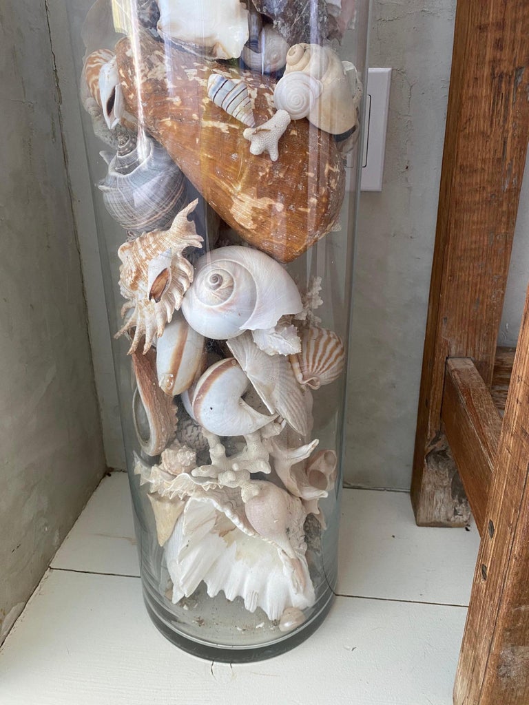 Large Collection of Exotic Sea Shells For Sale at 1stDibs