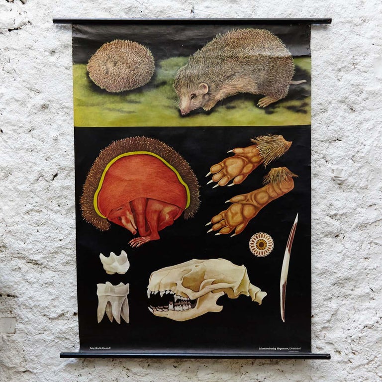 Large Colorful Animal Vintage Teaching Chart from Germany, circa 1960 ...