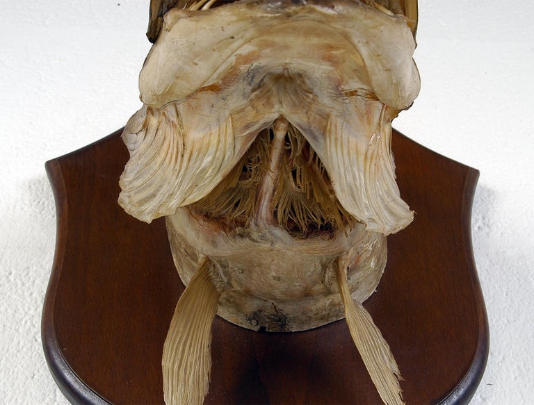 Large Decorative 20th Century Vintage Taxidermy Fish Wall Mounted Pike ...