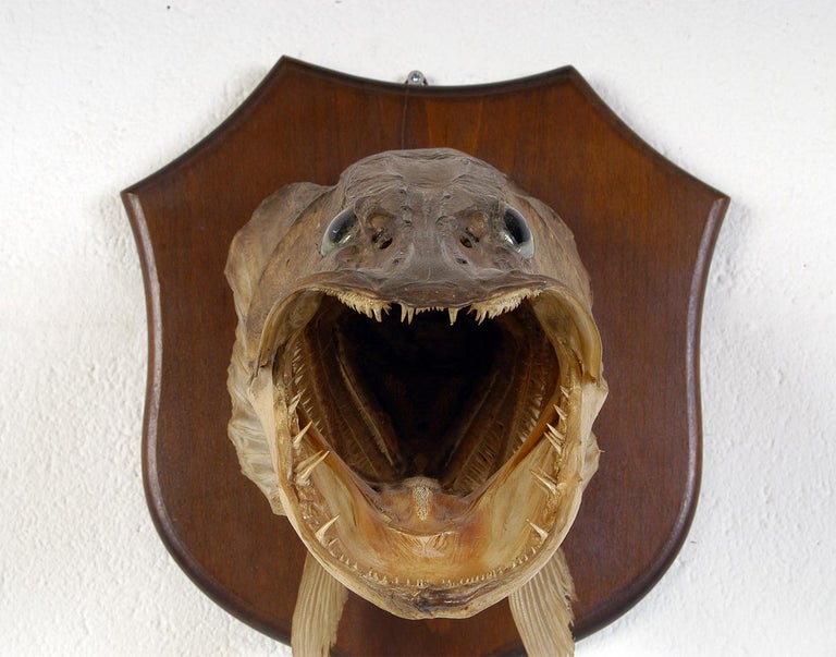 Large Decorative 20th Century Vintage Taxidermy Fish Wall Mounted Pike ...