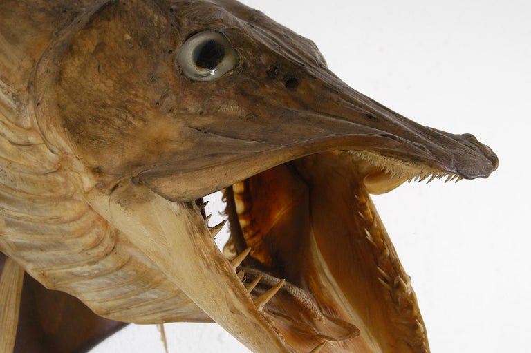 Large Decorative 20th Century Vintage Taxidermy Fish Wall Mounted Pike ...