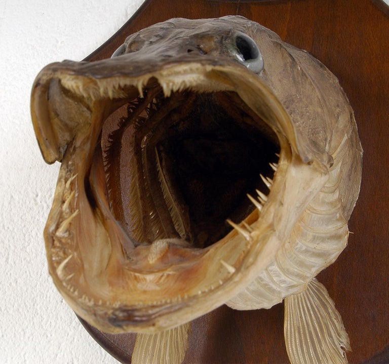 Large Decorative 20th Century Vintage Taxidermy Fish Wall Mounted Pike ...