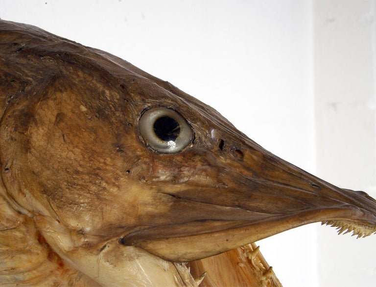Large Decorative 20th Century Vintage Taxidermy Fish Wall Mounted Pike ...