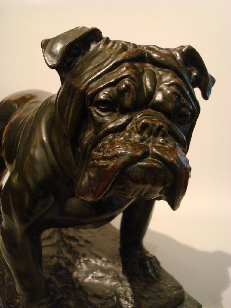 Large Dog English Bulldog Bronze Sculpture, Fritz Diller, Germany, 1910 ...
