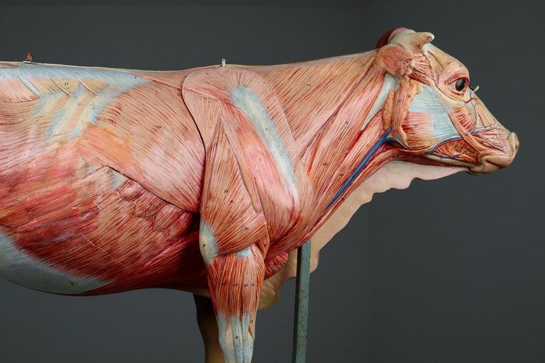 Large Early Antique Anatomical Model of a Cow by Somso, Germany, 1910 ...