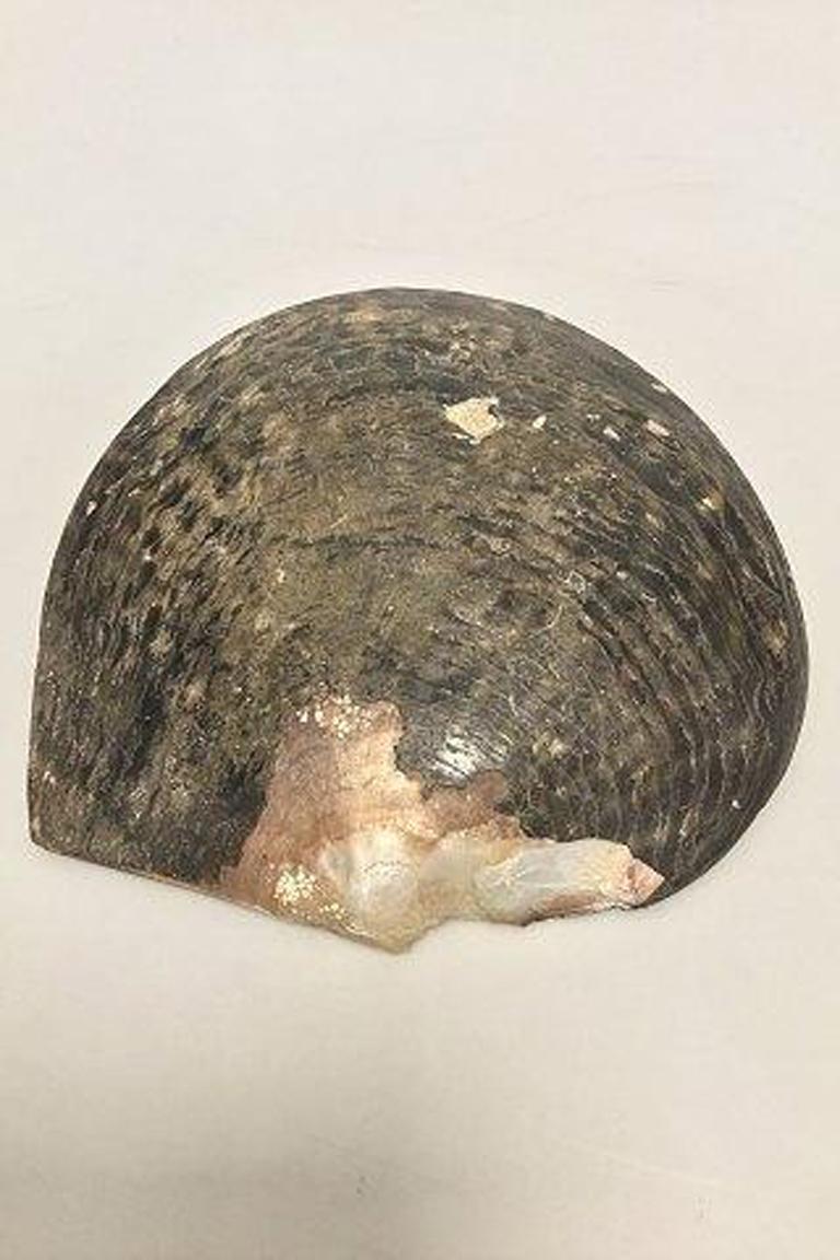 Large Engraved Mother of Pearl Shell For Sale at 1stDibs