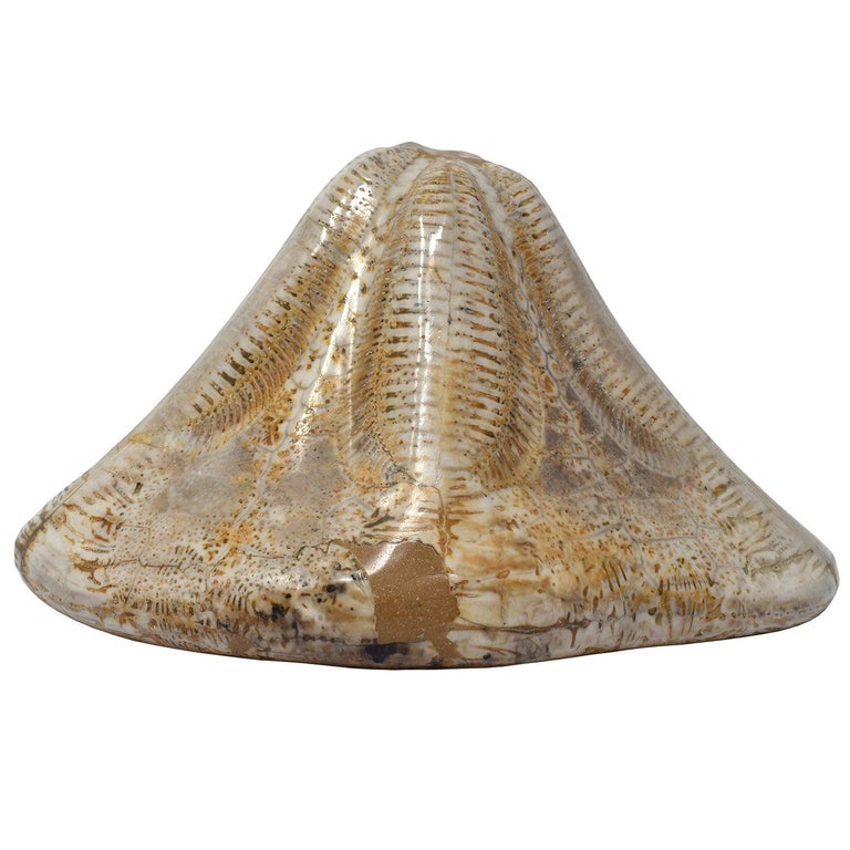 Large Fossilized Sand Dollar, One of a Kind #W2G For Sale at 1stDibs