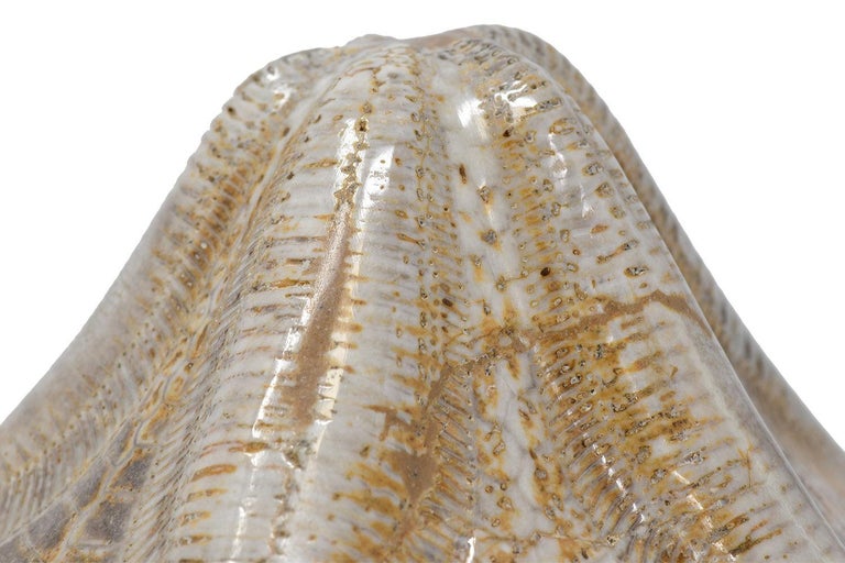 Large Fossilized Sand Dollar, One of a Kind #W2G For Sale at 1stDibs