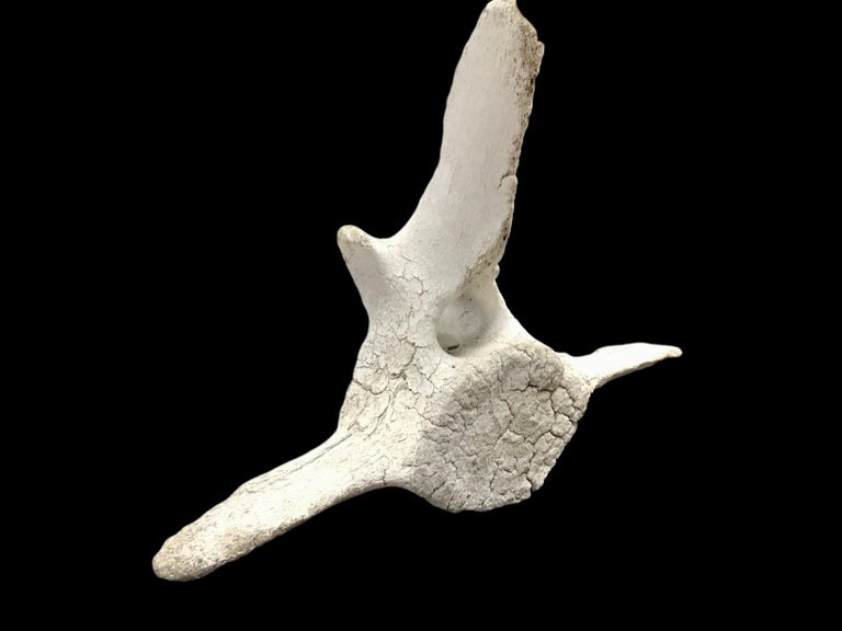 Large Fossilized Whale Vertebra Bone #3 at 1stDibs