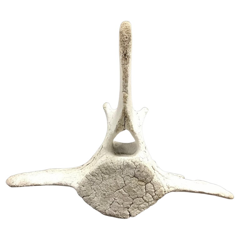 Grand os de baleine fossilisé Vertebra n° 3 En vente sur 1stDibs