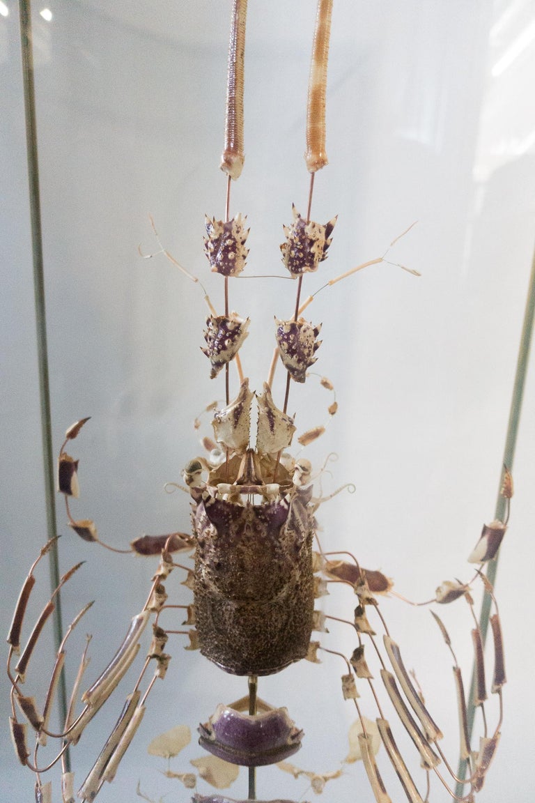 Large French Deconstructed Clawed Lobster Sculpture in a Glass and ...