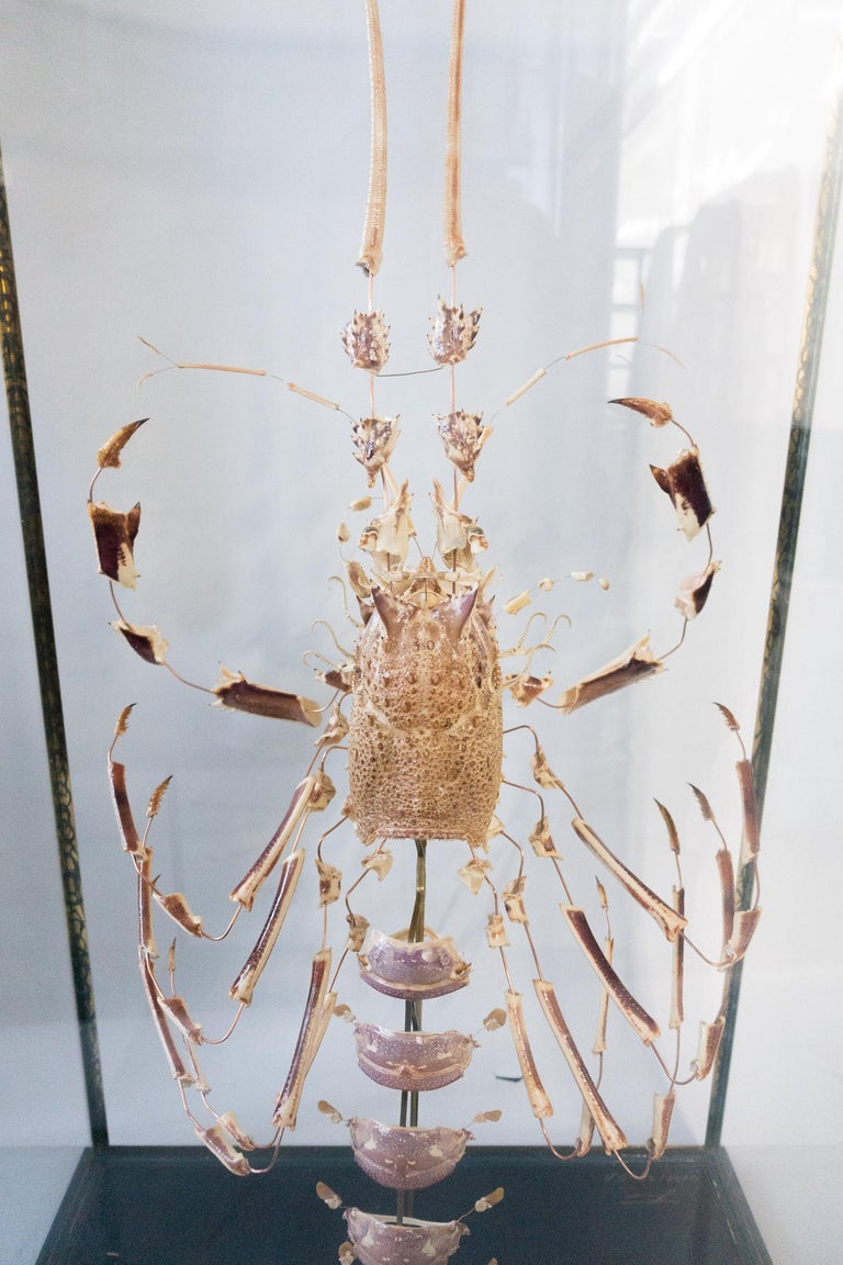 Large French Deconstructed Clawed Lobster Sculpture in a Glass and ...