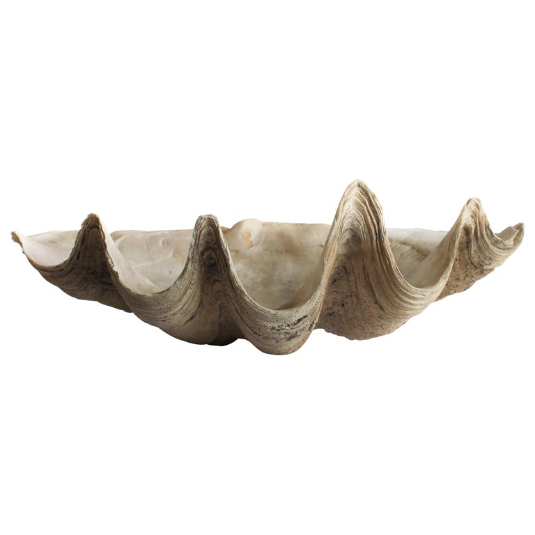 Large Giant South Pacific Tridacna Gigas Clam Shell at 1stDibs