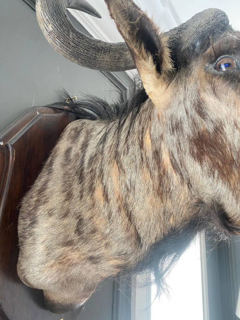 Large Gnu Wildebeest Trophy, Taxidermy Mount, Oak, 1891 For Sale at ...