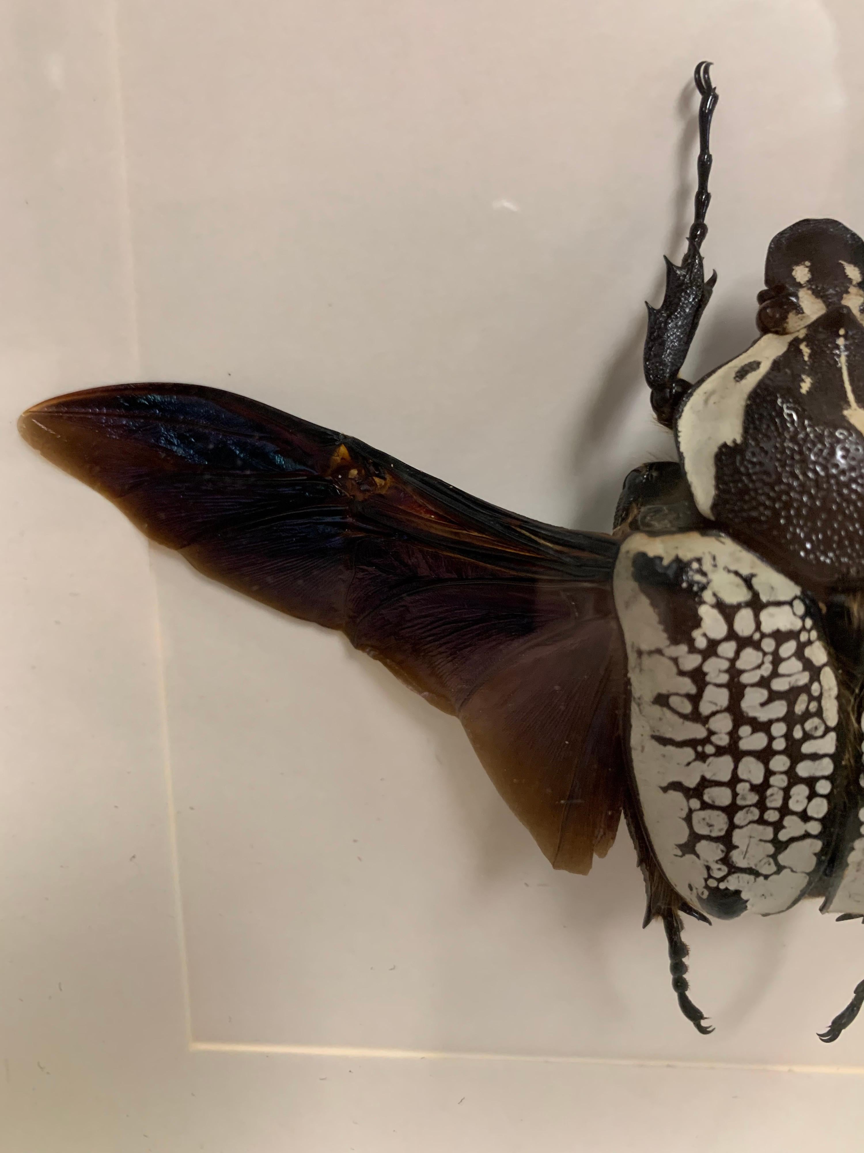 Large Goliath Beetle, Goliathus in Display Case, Wood, Glass, Taxidermy ...