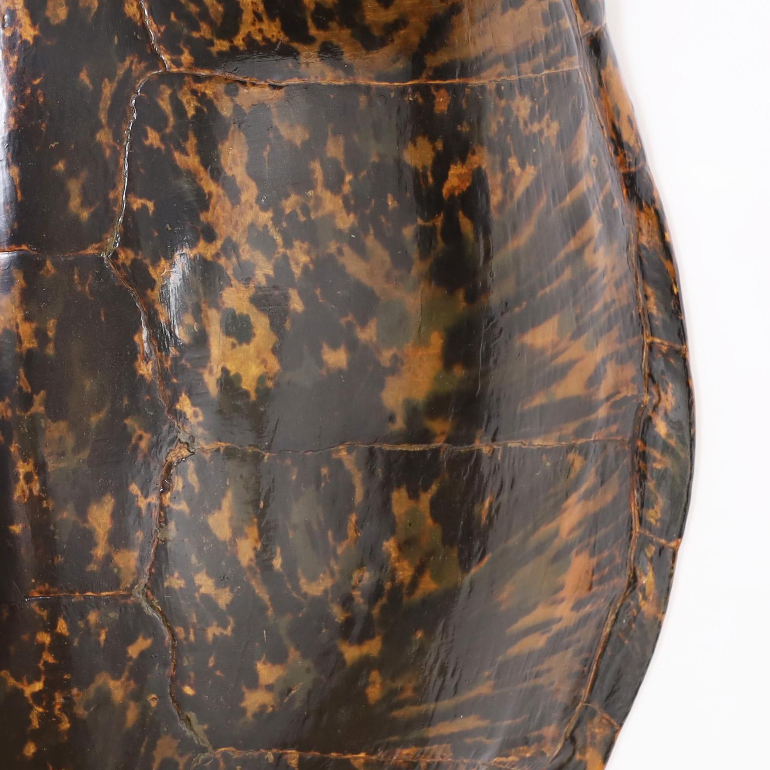 Large Green Turtle Shell at 1stDibs