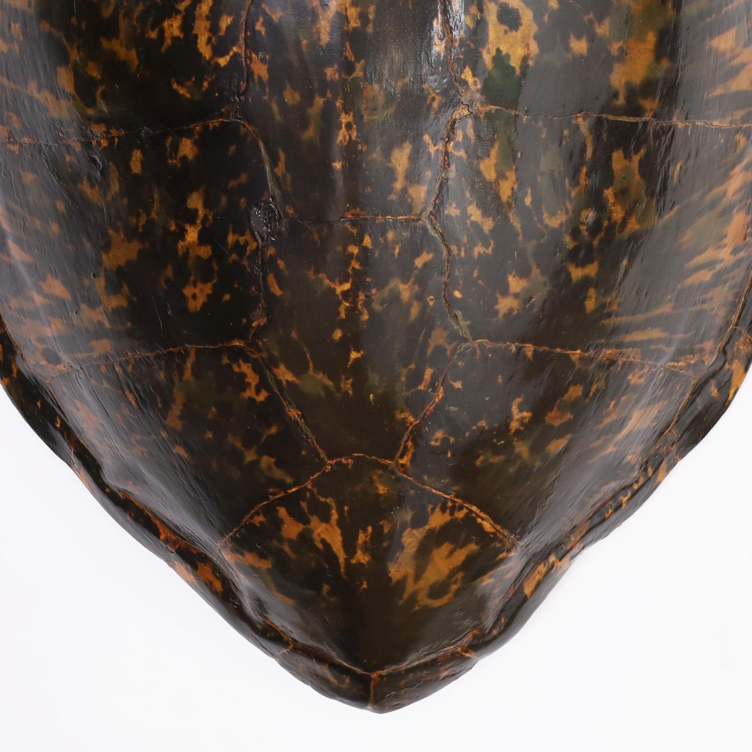 Large Green Turtle Shell at 1stDibs