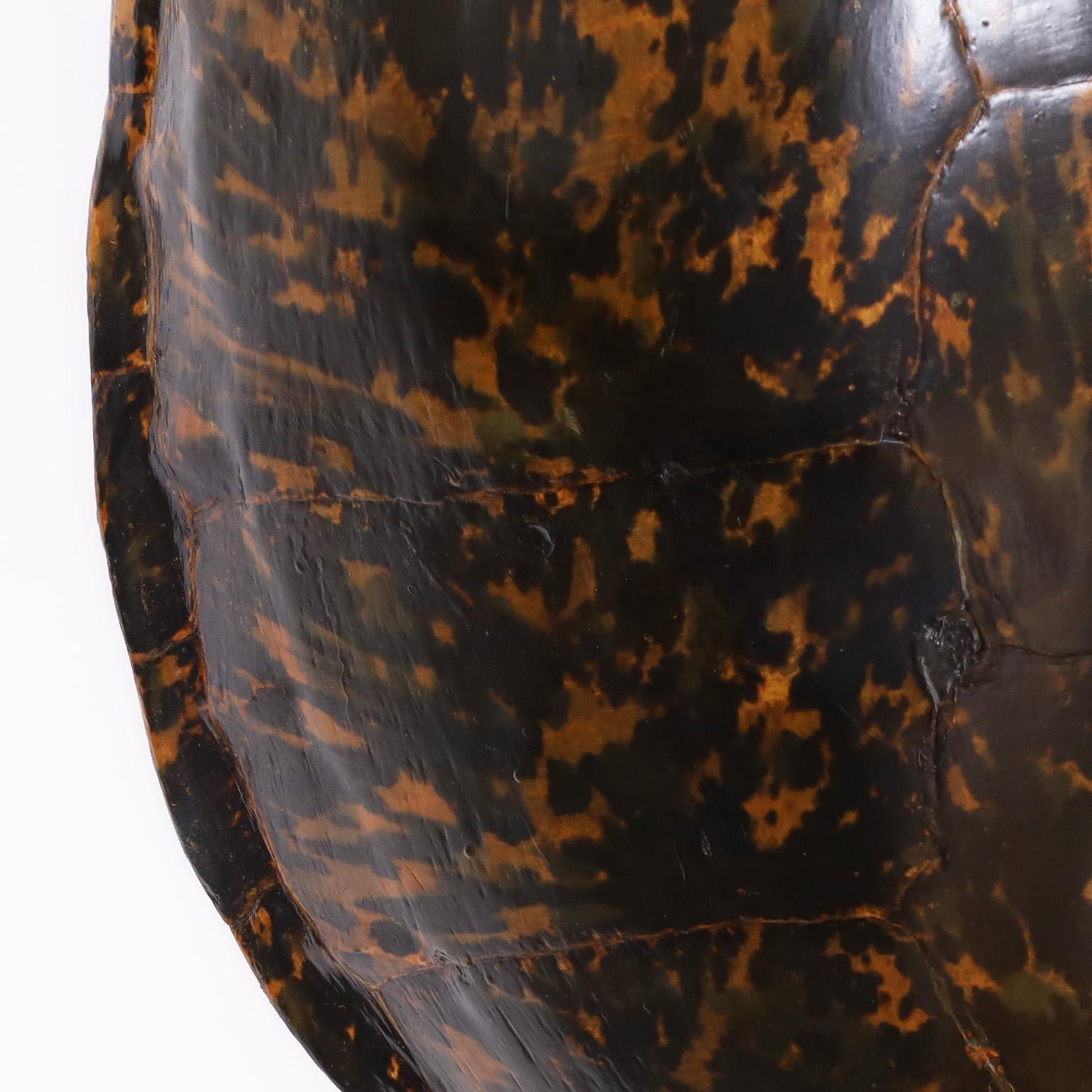 Large Green Turtle Shell at 1stDibs