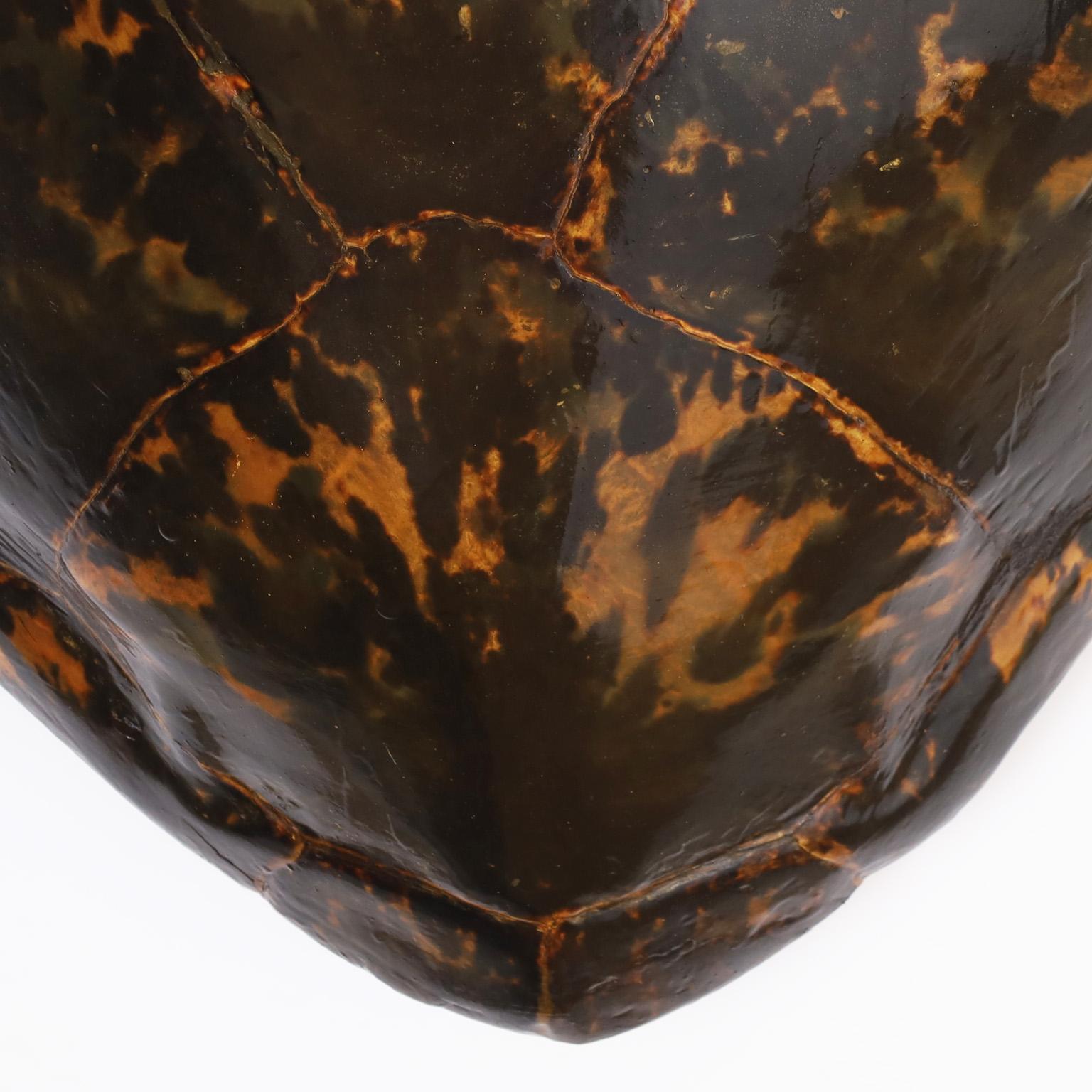 Large Green Turtle Shell at 1stDibs